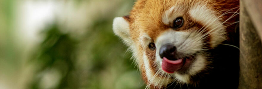 Les zoos et leur impact positif sur le bien-être animal